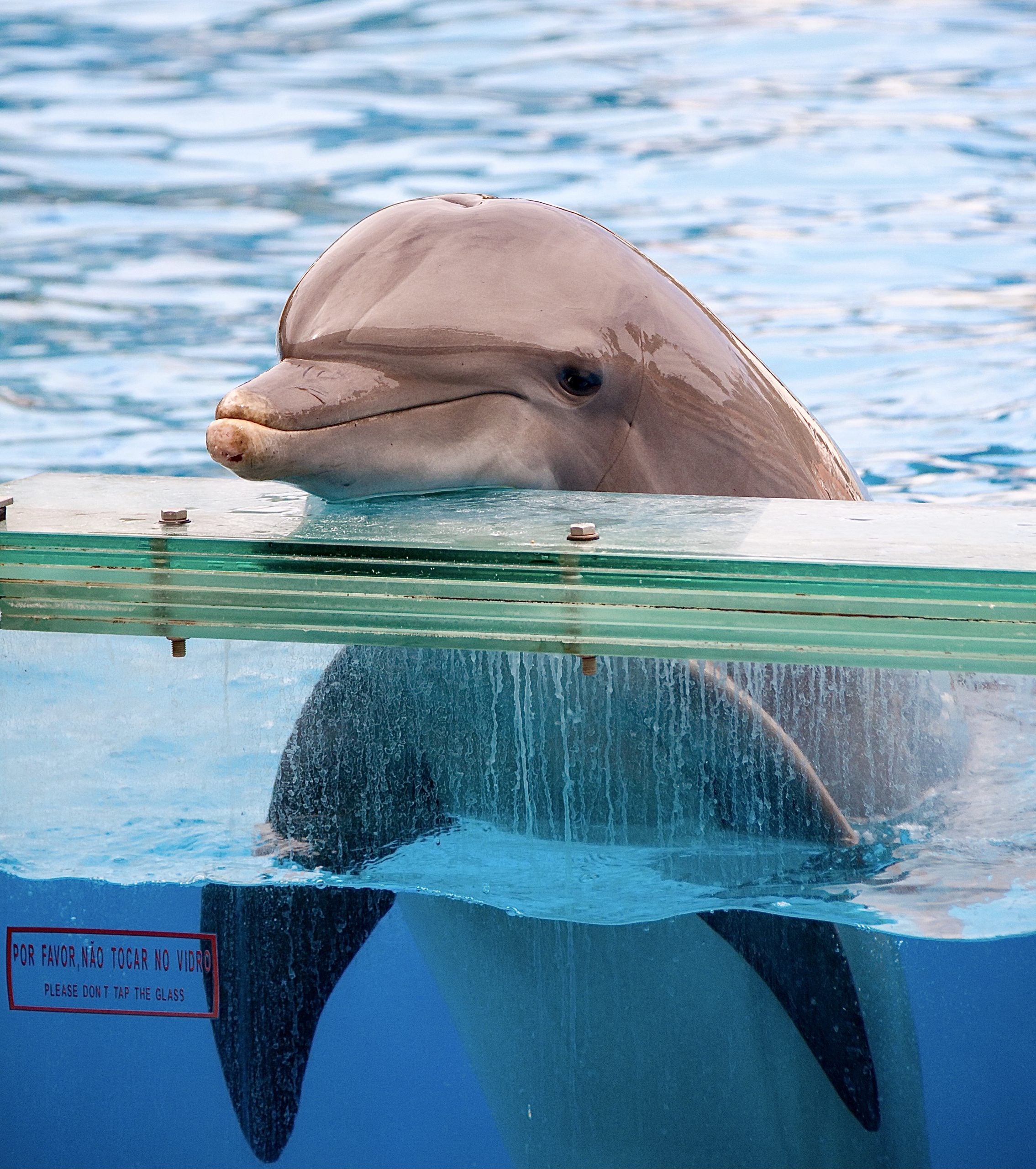Dolphins in captivity